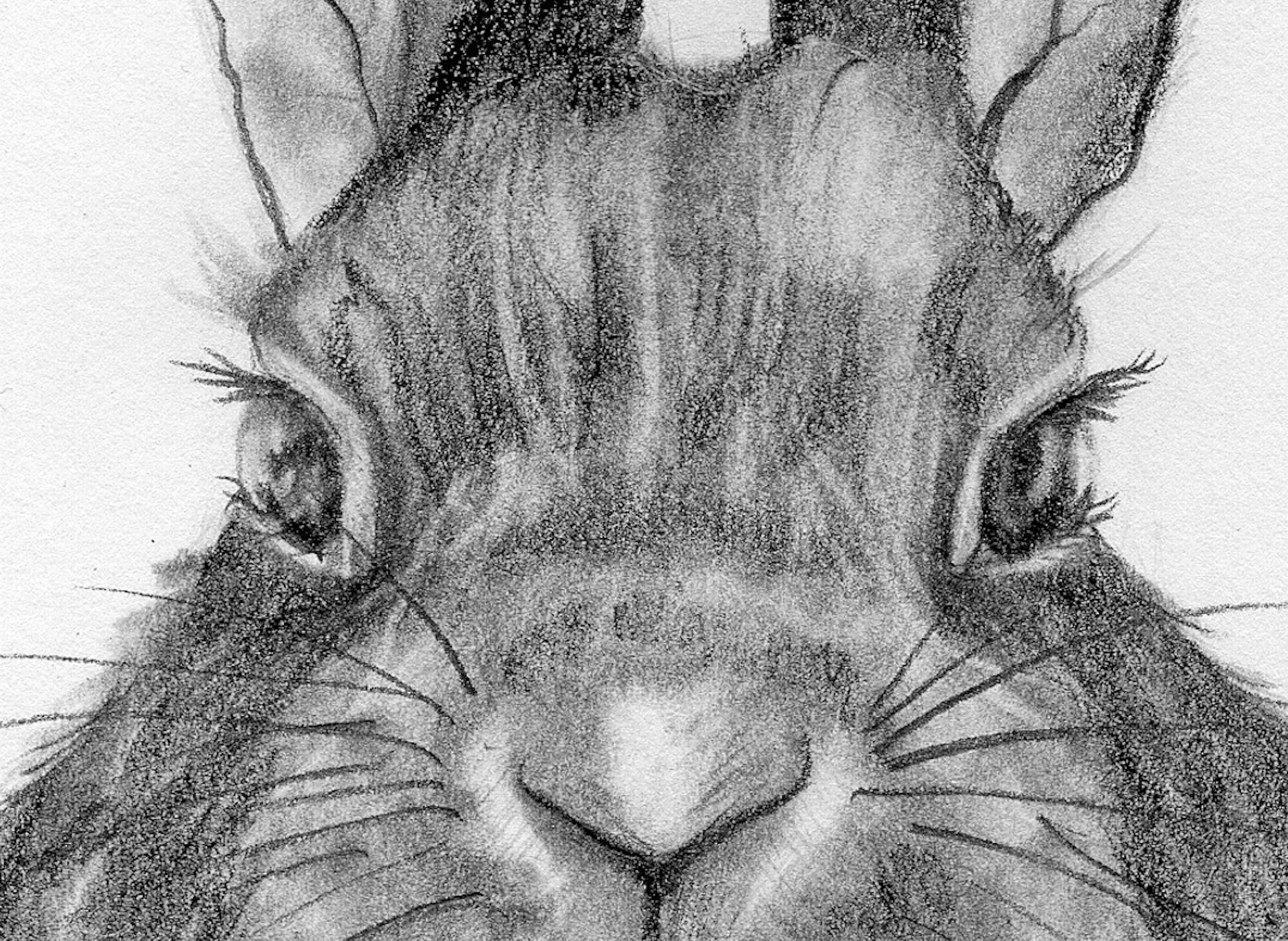 Grumpy Rabbit - Pencil Drawing Print - Etsy