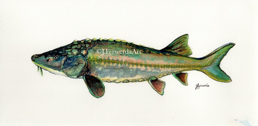 Sturgeon Swim - Ink on Paper Print - Etsy