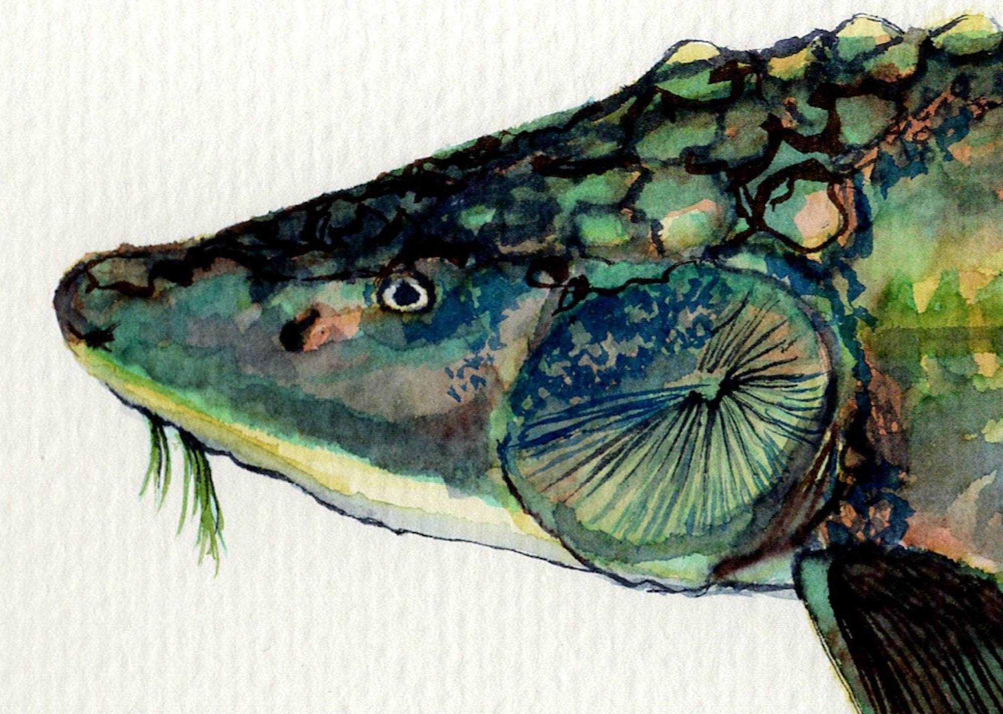 Sturgeon Swim - Ink on Paper Print - Etsy