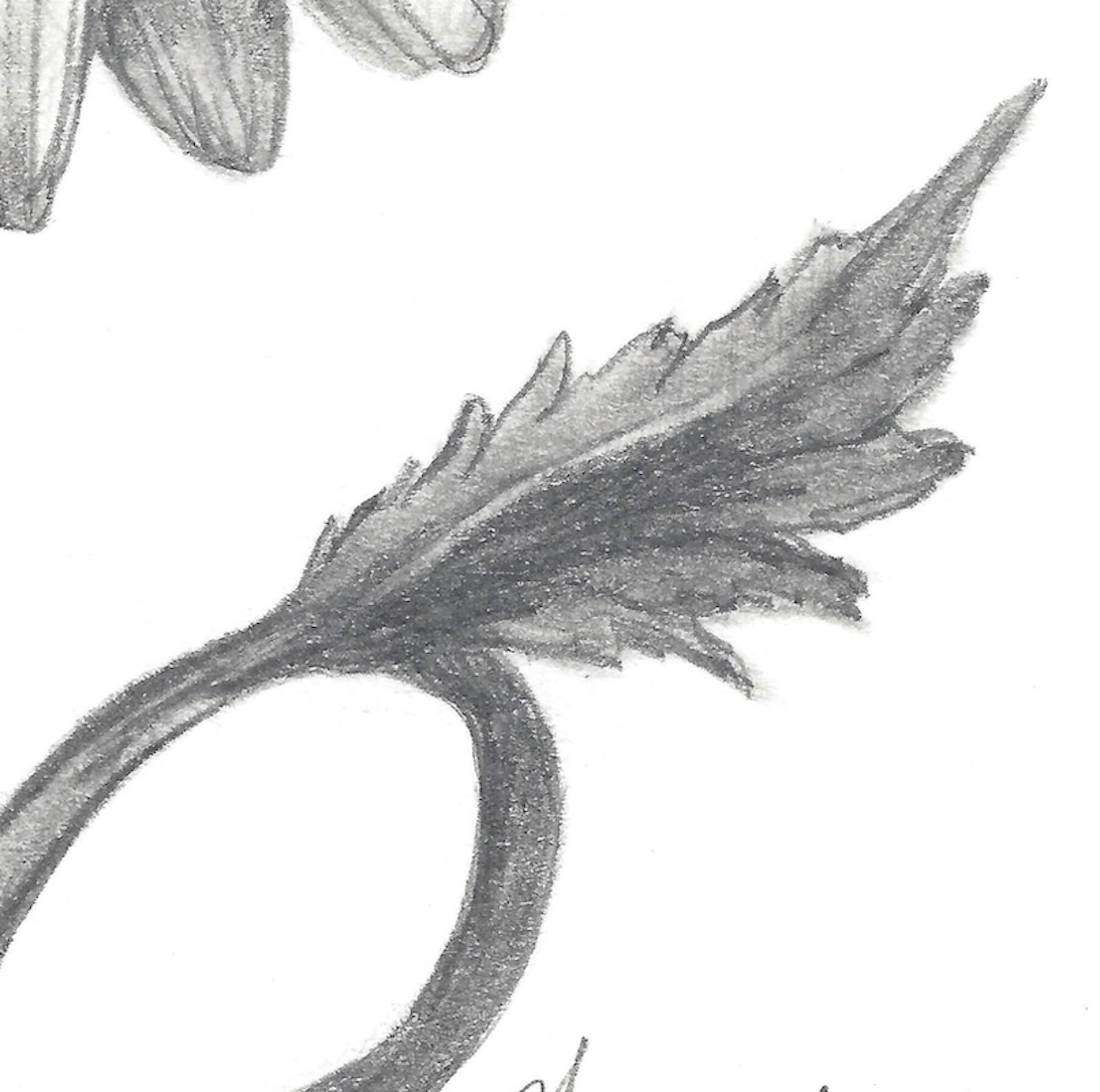 A Contented Heart - Pencil Drawing Print - Etsy