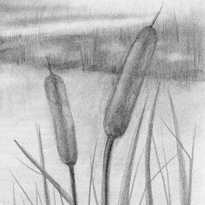 Cattails and Waterways - Pencil Drawing Print - Etsy