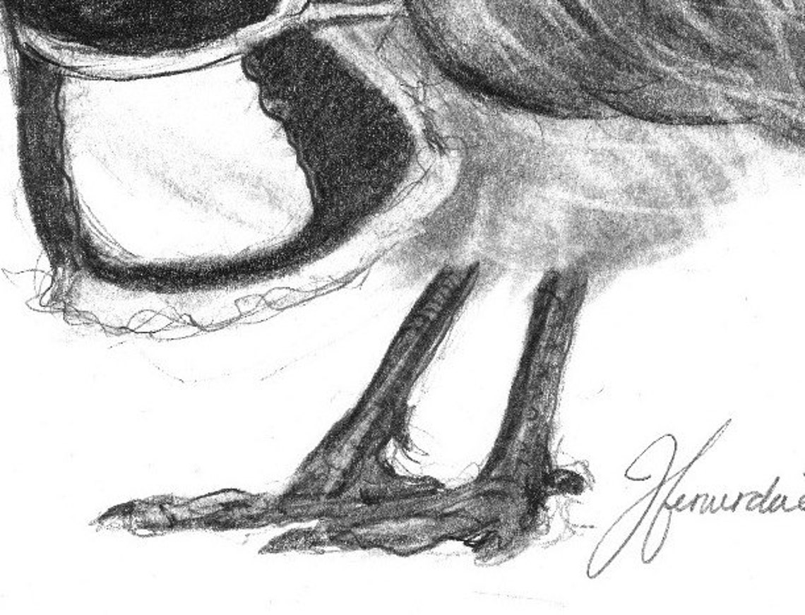 Pencil Drawing Print - Three French Hens - Day 345 - Etsy