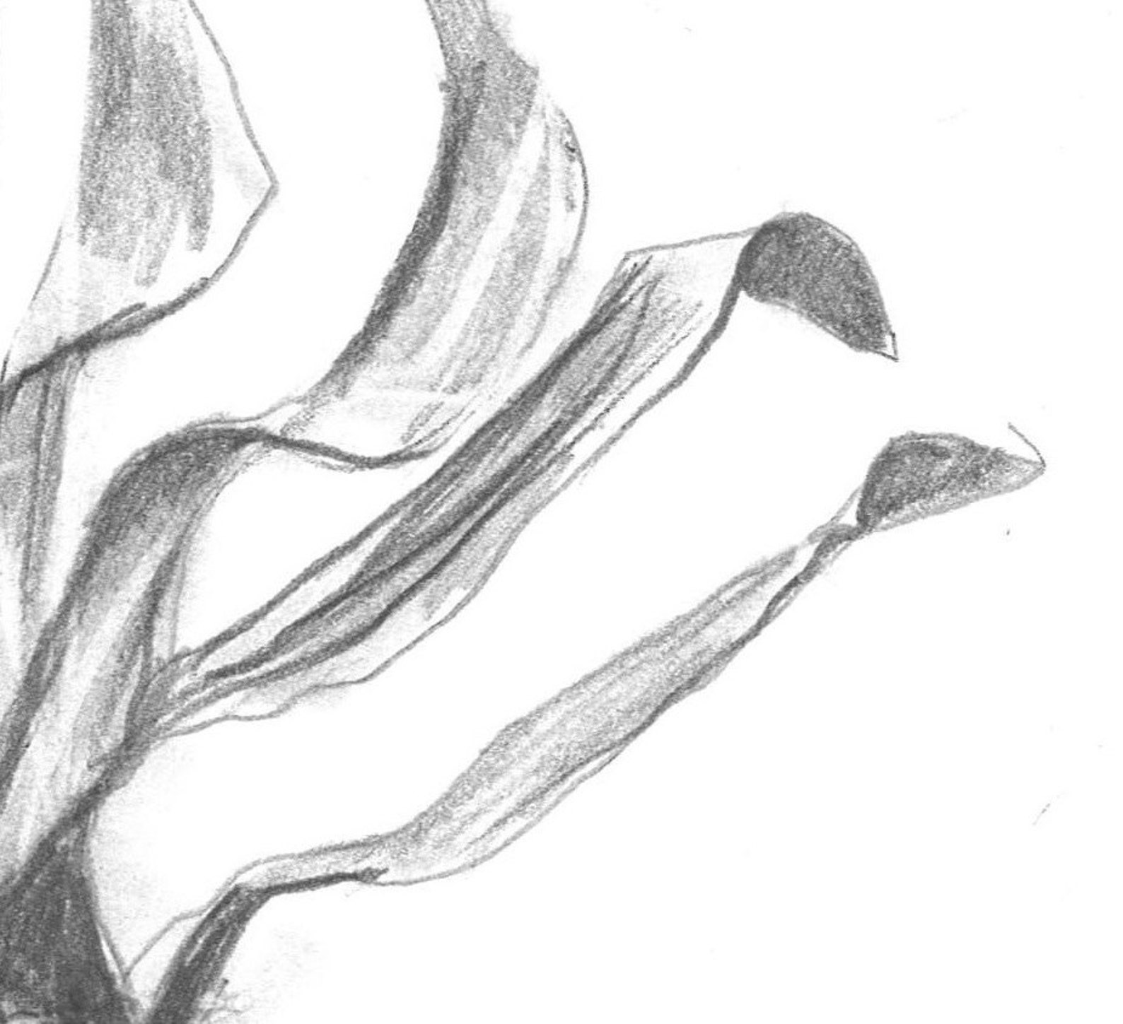 Pencil Drawing Print - Gratitude is Happiness - Day 308 - Etsy