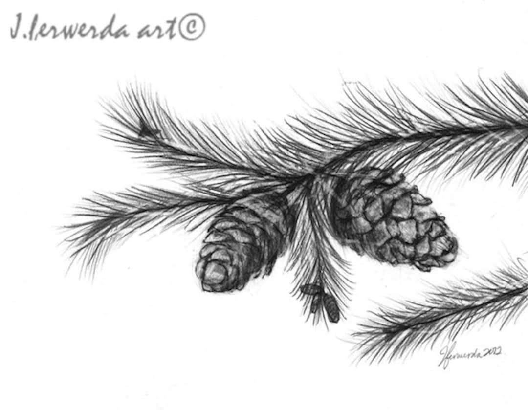 Pencil Drawing Print - Pinecones - Etsy