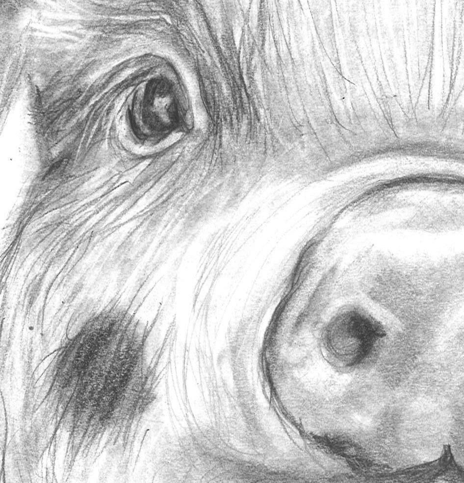 Pencil Drawing Print Pig With Wings - Etsy