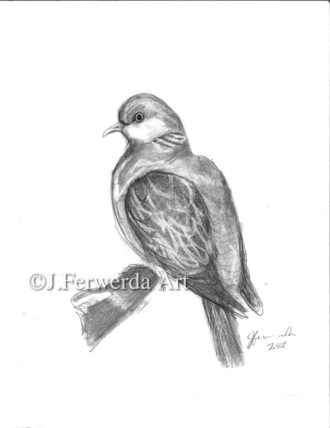 Dove Drawings Pencil