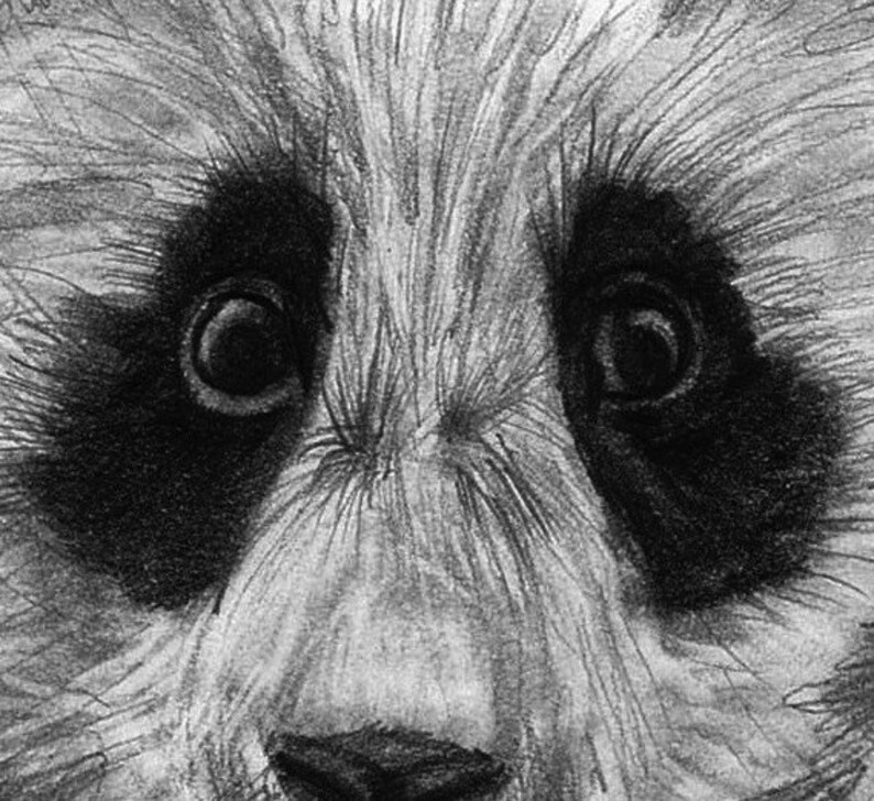 Pencil Drawing Print - Pondering Panda - Day 137 - Etsy