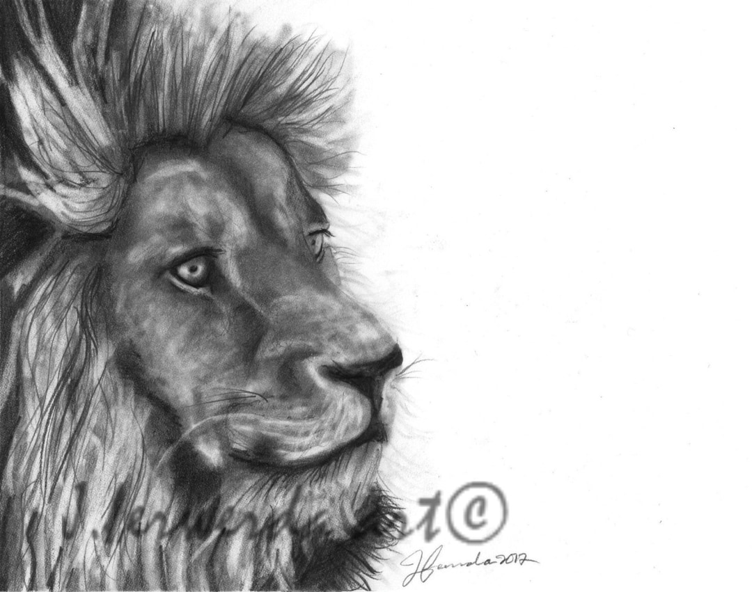Pencil Drawing Print - Heart of A Lion - Day 54 - Etsy