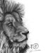 Pencil Drawing Print - Heart of A Lion - Day 54 - Etsy