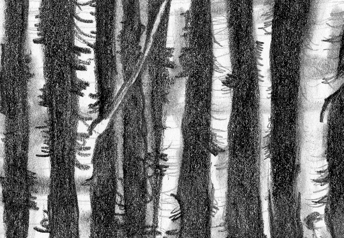 Pencil Drawing Print - Birch Tree Wonder Day 122 - Etsy
