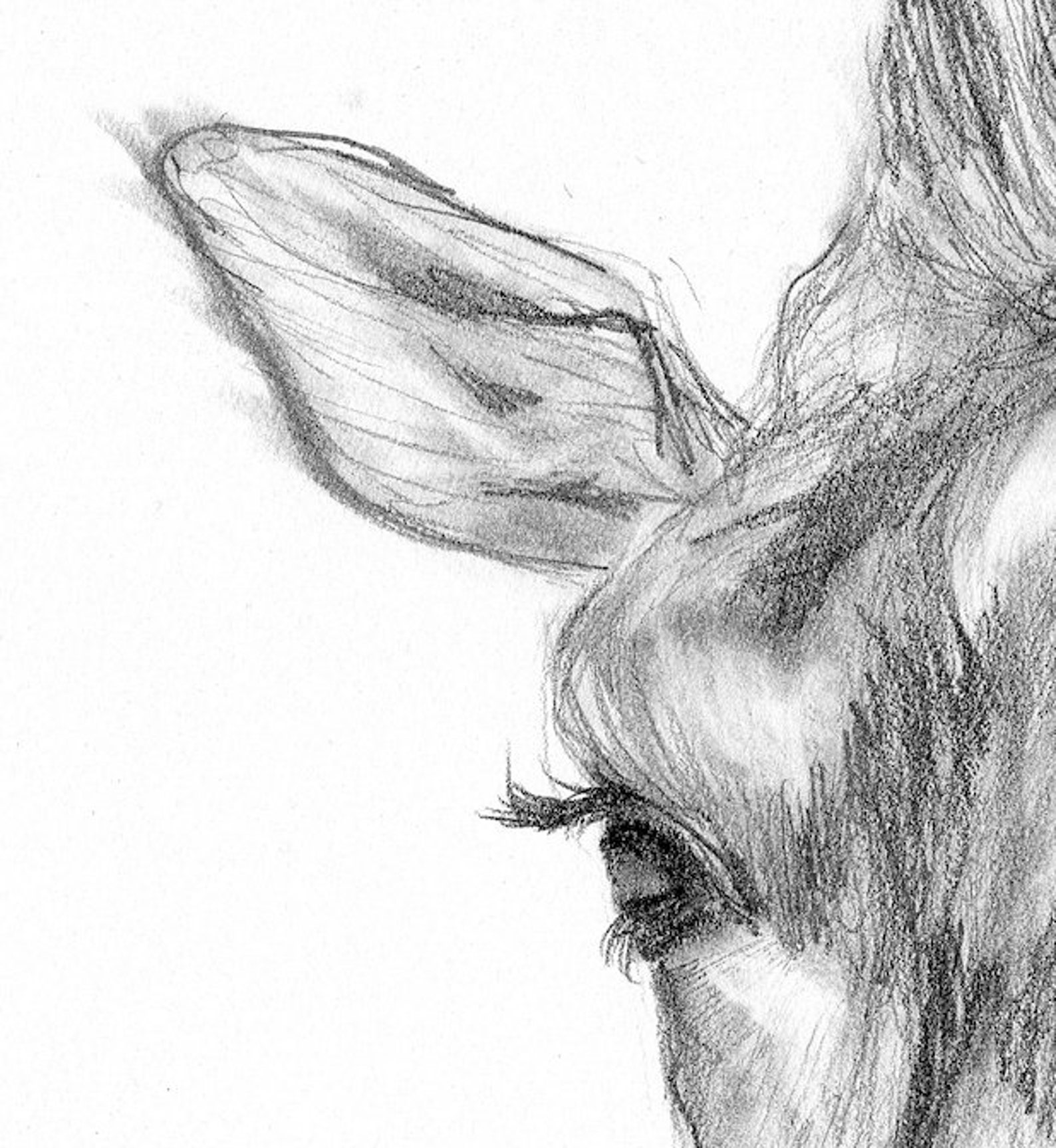 Pencil Drawing Print - Too Tall Day 43 - Etsy