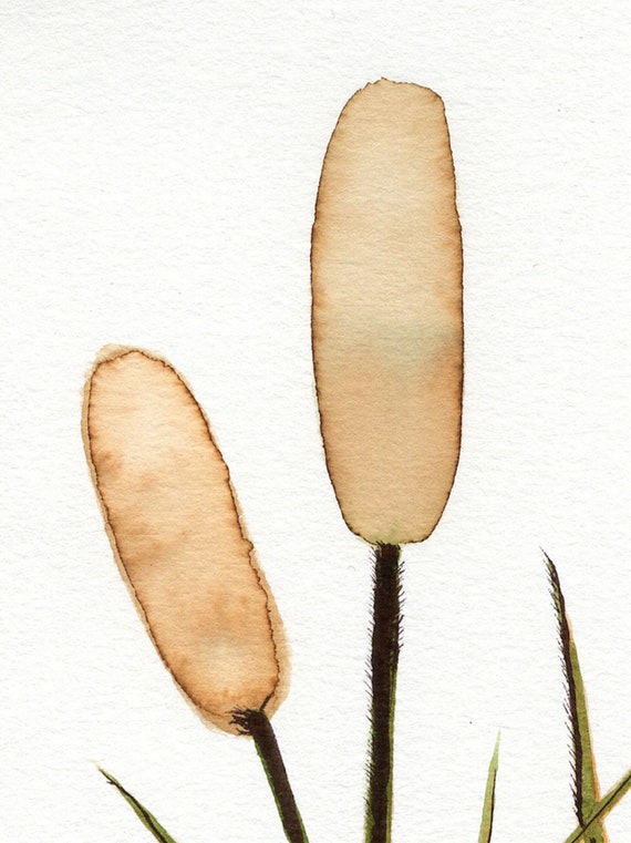 Free Printable Coloring Pages Cattails Plants