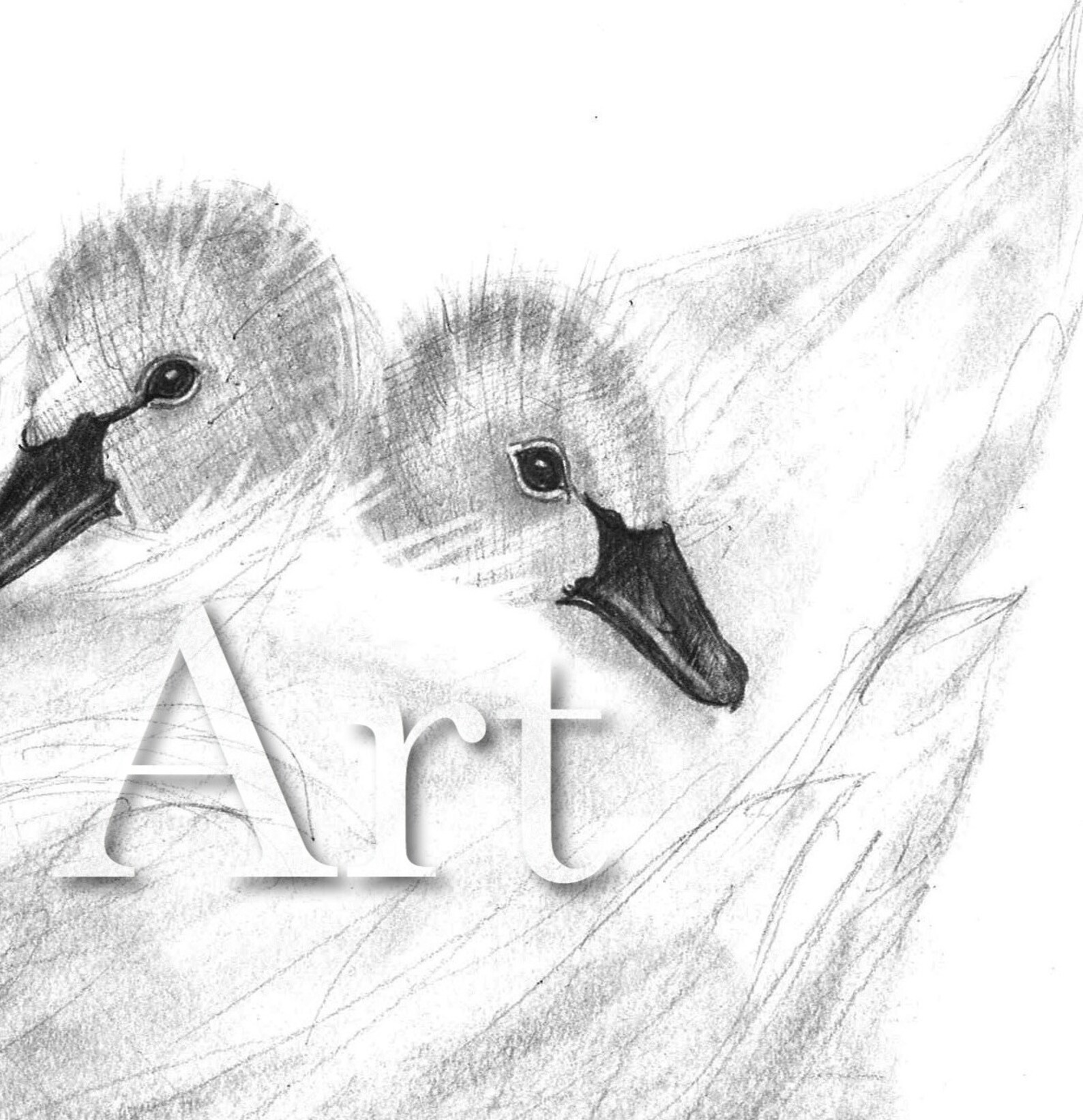 Pencil Drawing Print Seven Swans A Swimming Day 349 - Etsy UK