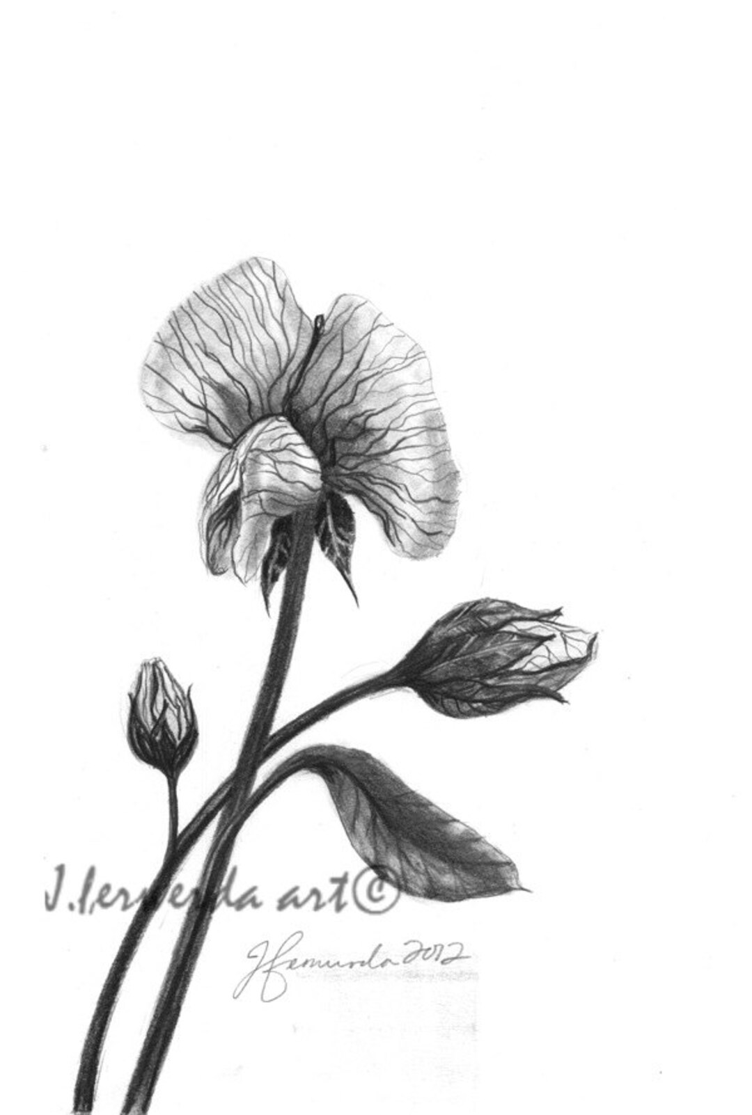 Pencil Drawing Print - Faith of A Flower - Day 46 - Etsy