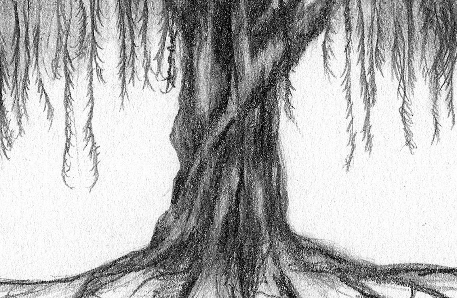 Pencil Drawing Print - Willow Roots - Etsy