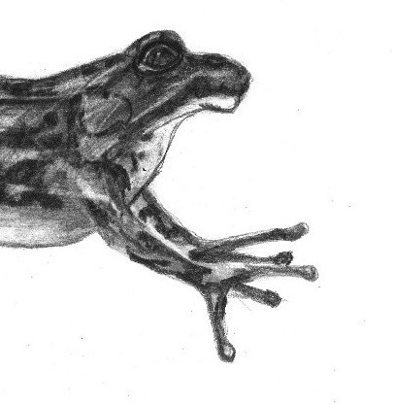 Pencil Drawing Print Ten Lord's Leaping Day 352 - Etsy