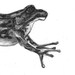Pencil Drawing Print - Ten Lord's Leaping - Day 352 - Etsy