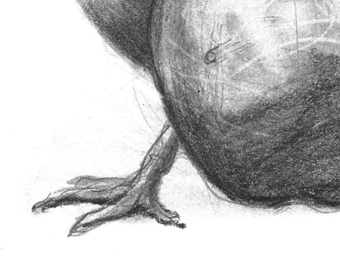 Pencil Drawing Print - Partridge and A Pear - Day 343 - Etsy