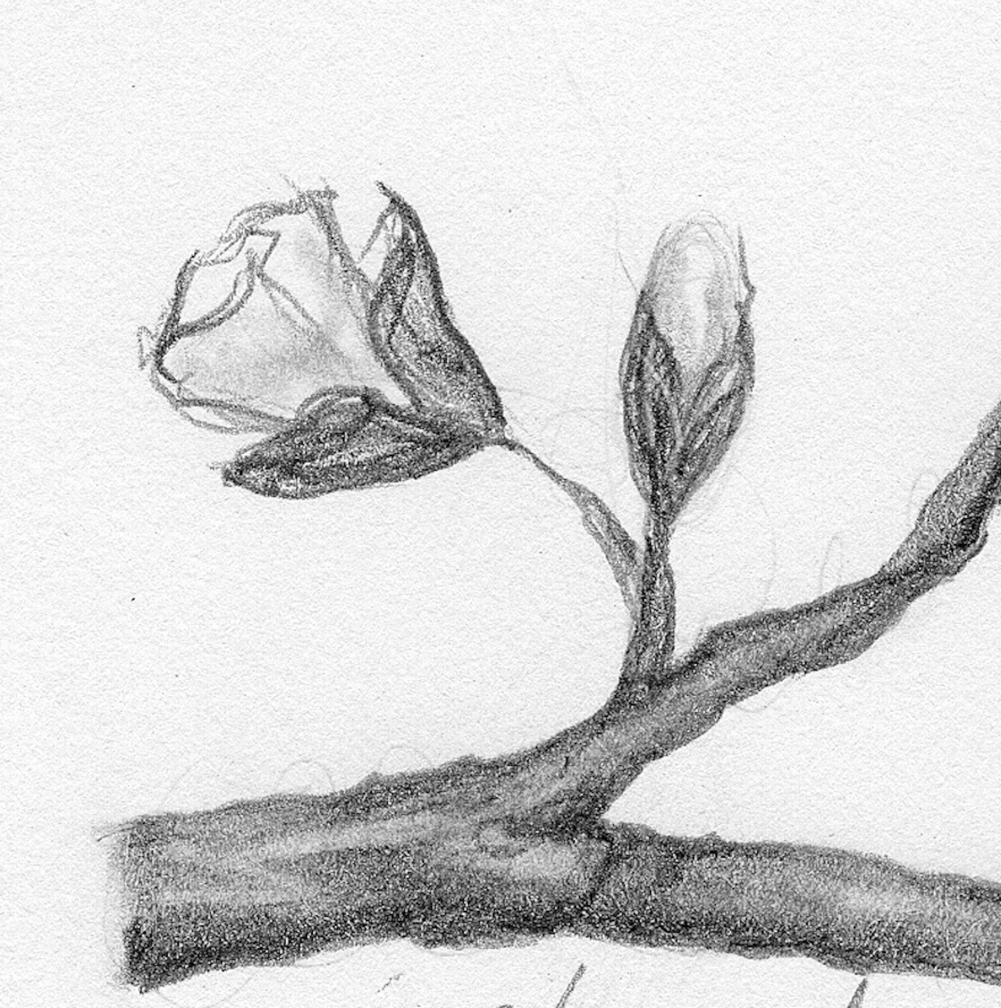 Tomorrow - Pencil Drawing Print - Etsy