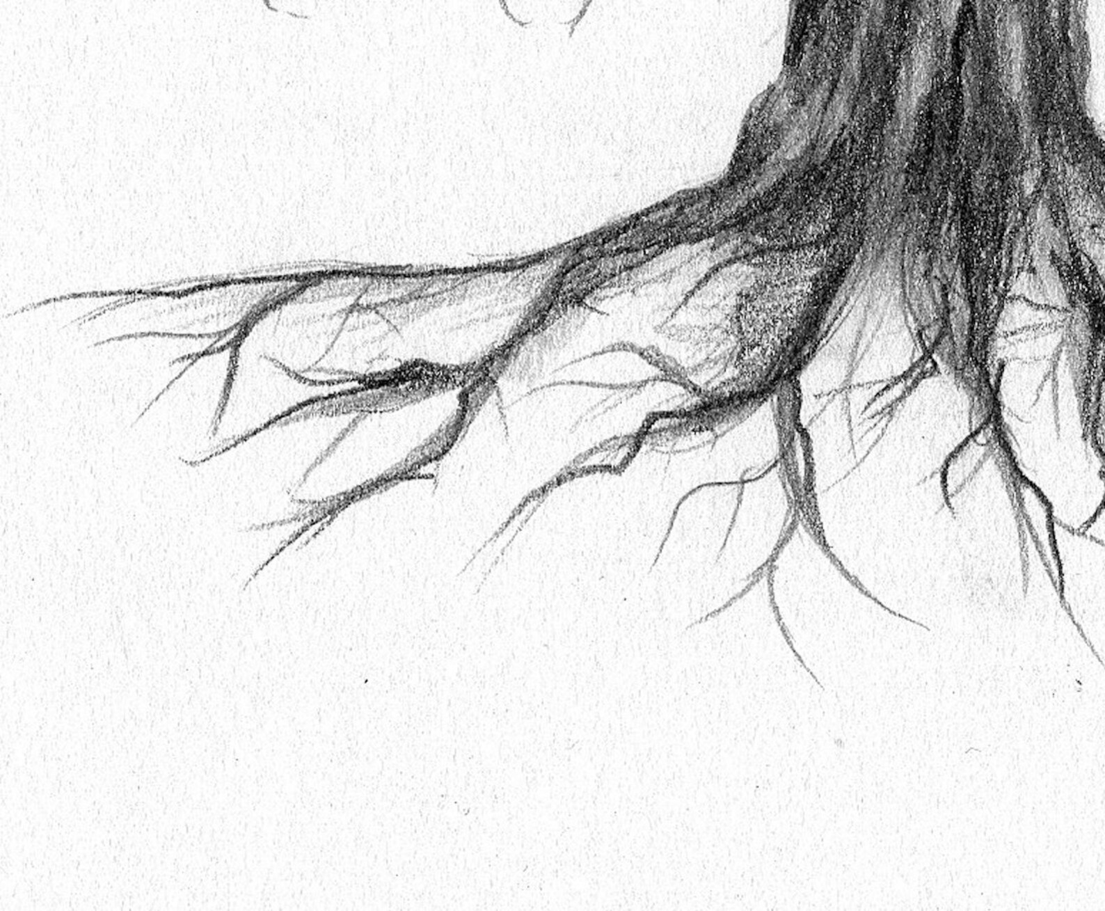 Pencil Drawing Print - Willow Roots - Etsy