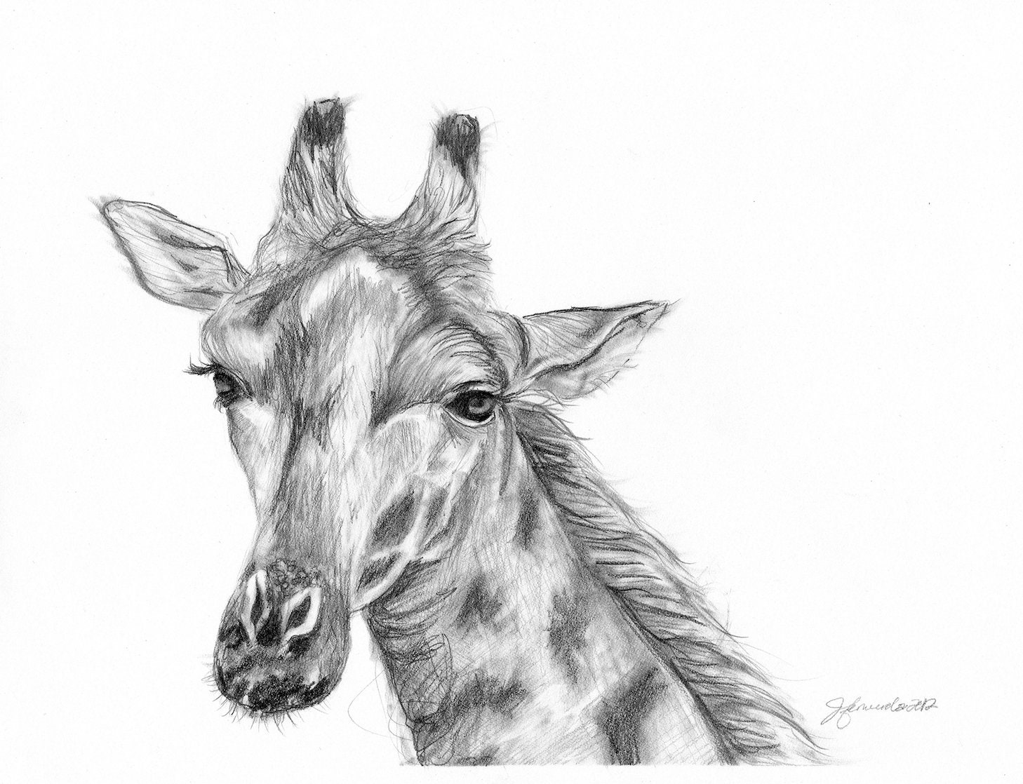 Pencil Drawing Print - Too Tall Day 43 - Etsy