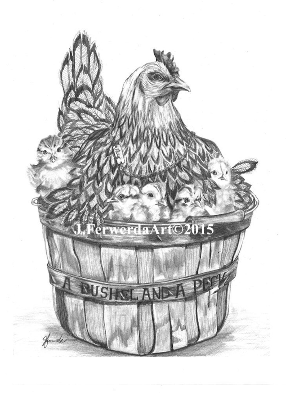 Pencil Drawing Print- Bushel and A Peck - Etsy
