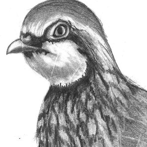 Pencil Drawing Print - Partridge and A Pear - Day 343 - Etsy