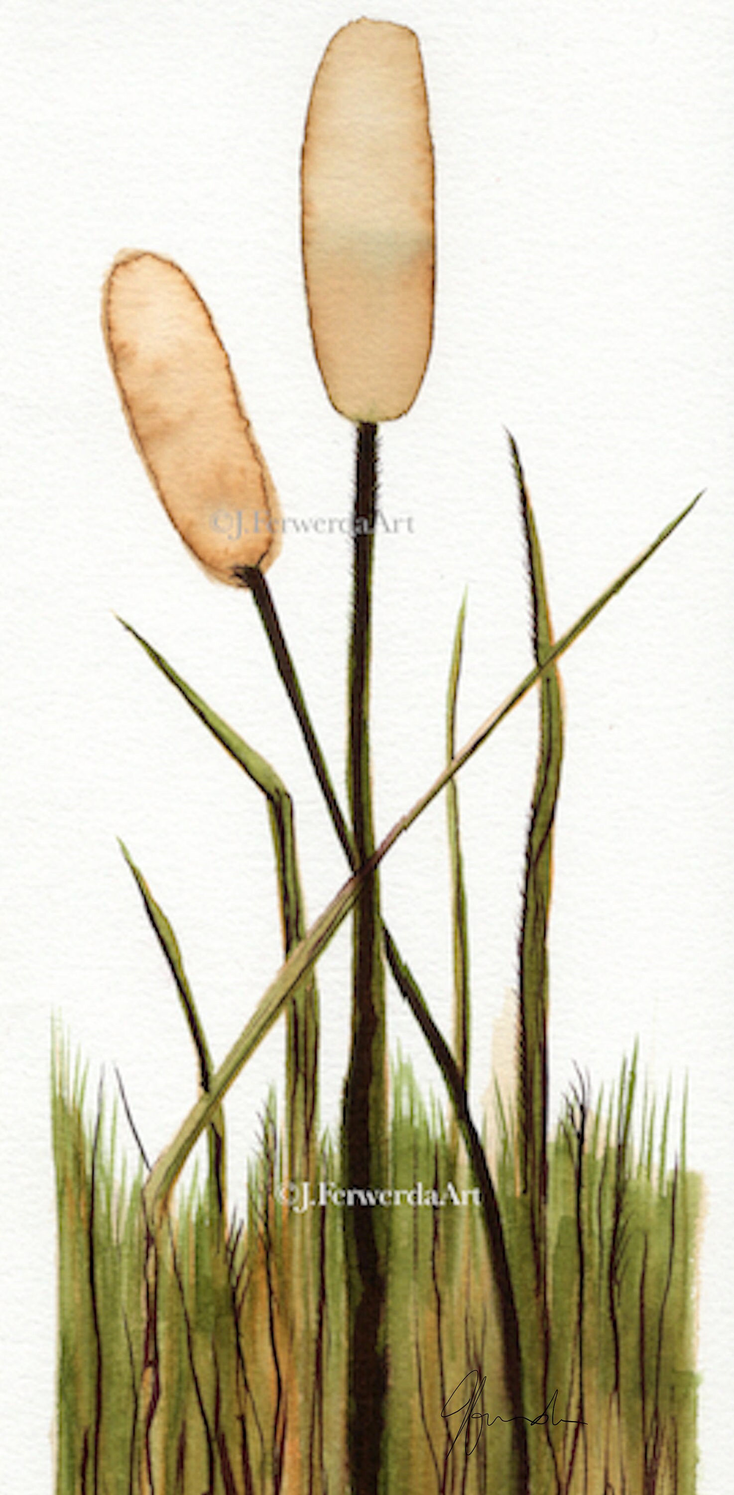 Cat Tail Plant Drawing