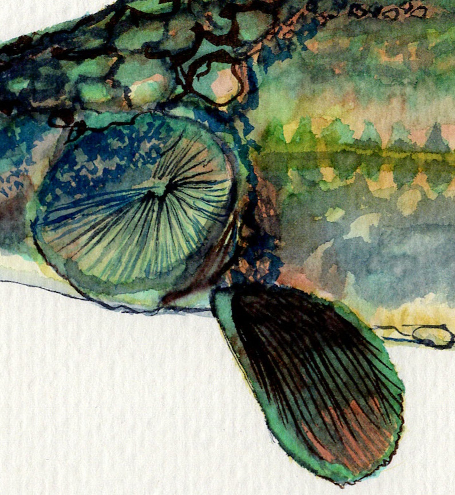 Sturgeon Swim - Ink on Paper Print - Etsy
