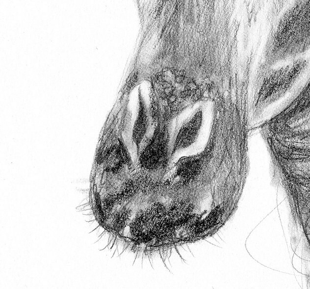 Pencil Drawing Print - Too Tall Day 43 - Etsy