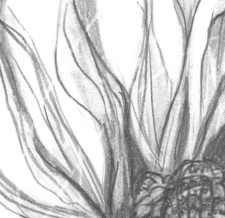 Pencil Drawing Print - Gratitude is Happiness - Day 308 - Etsy