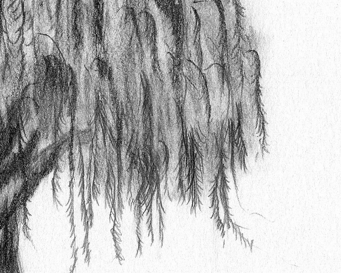 Pencil Drawing Print - Willow Roots - Etsy