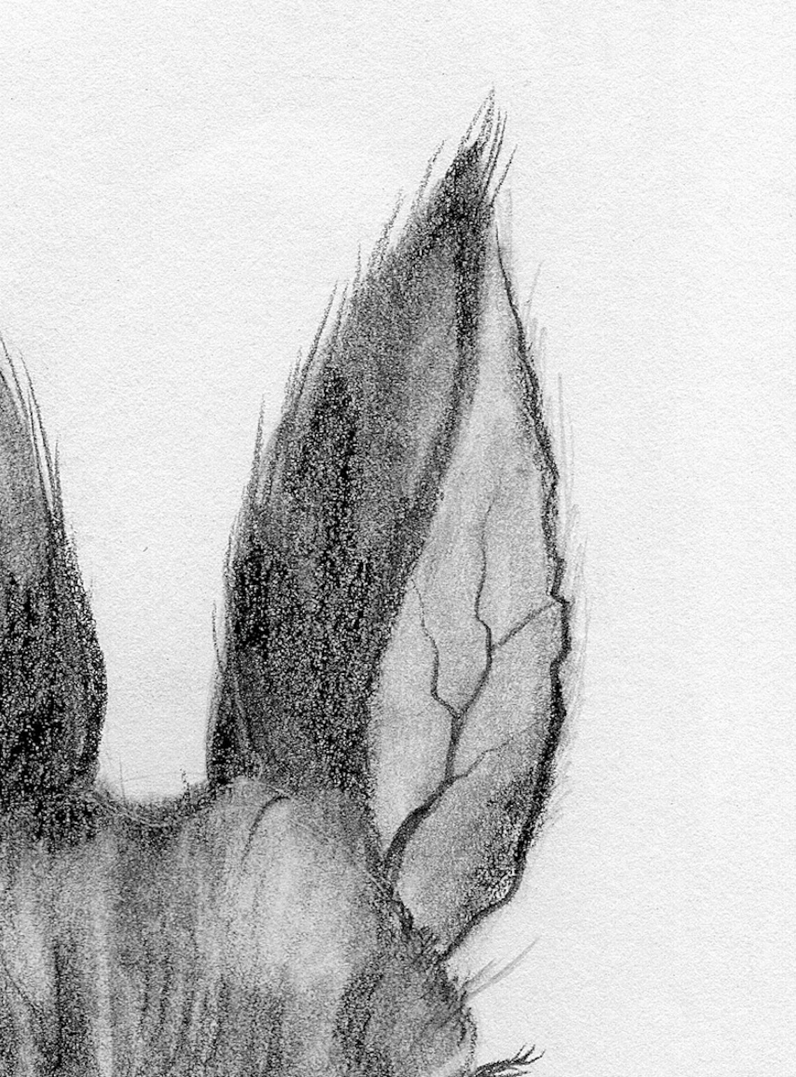 Grumpy Rabbit Pencil Drawing Print - Etsy