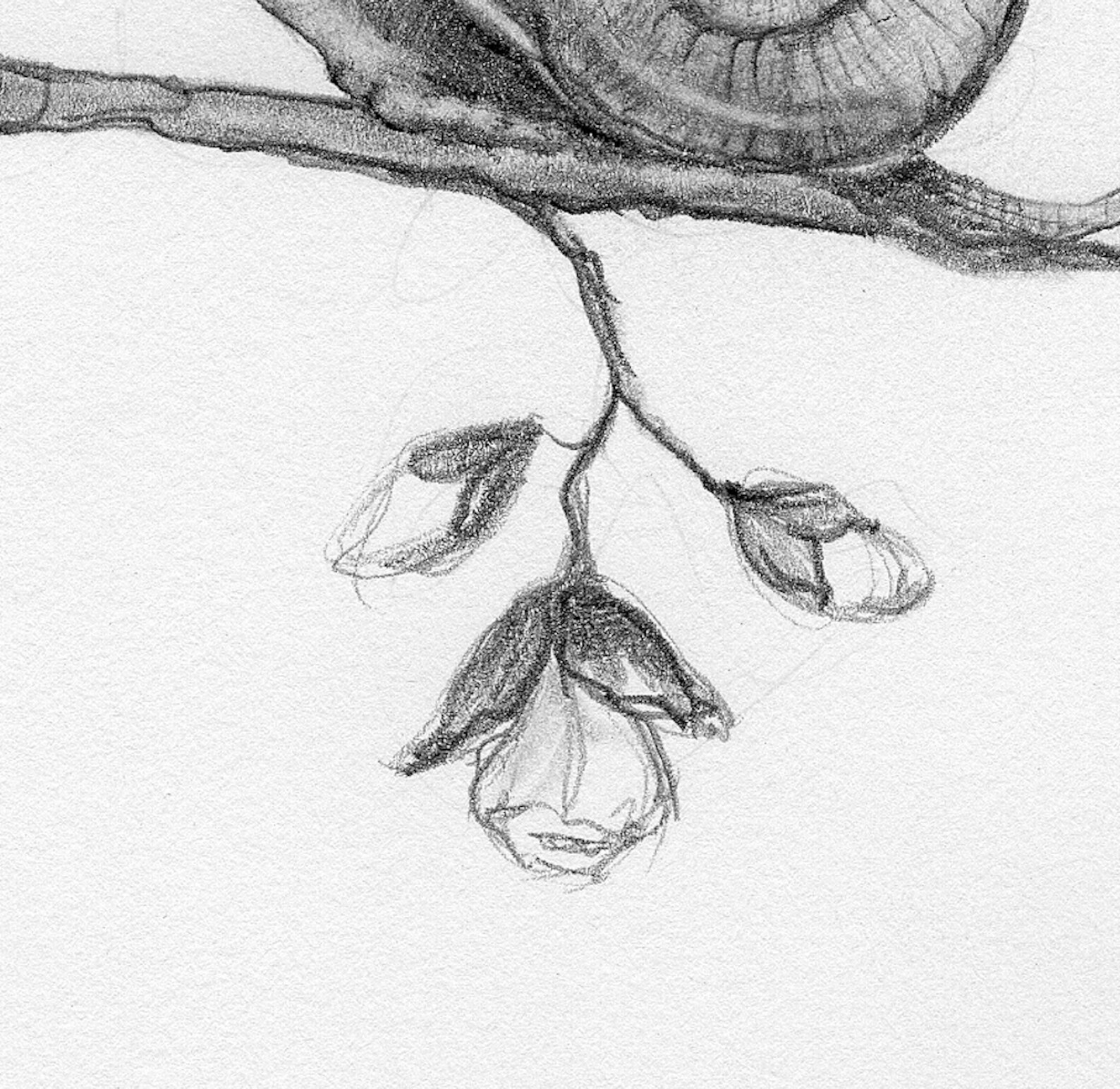 Tomorrow - Pencil Drawing Print - Etsy