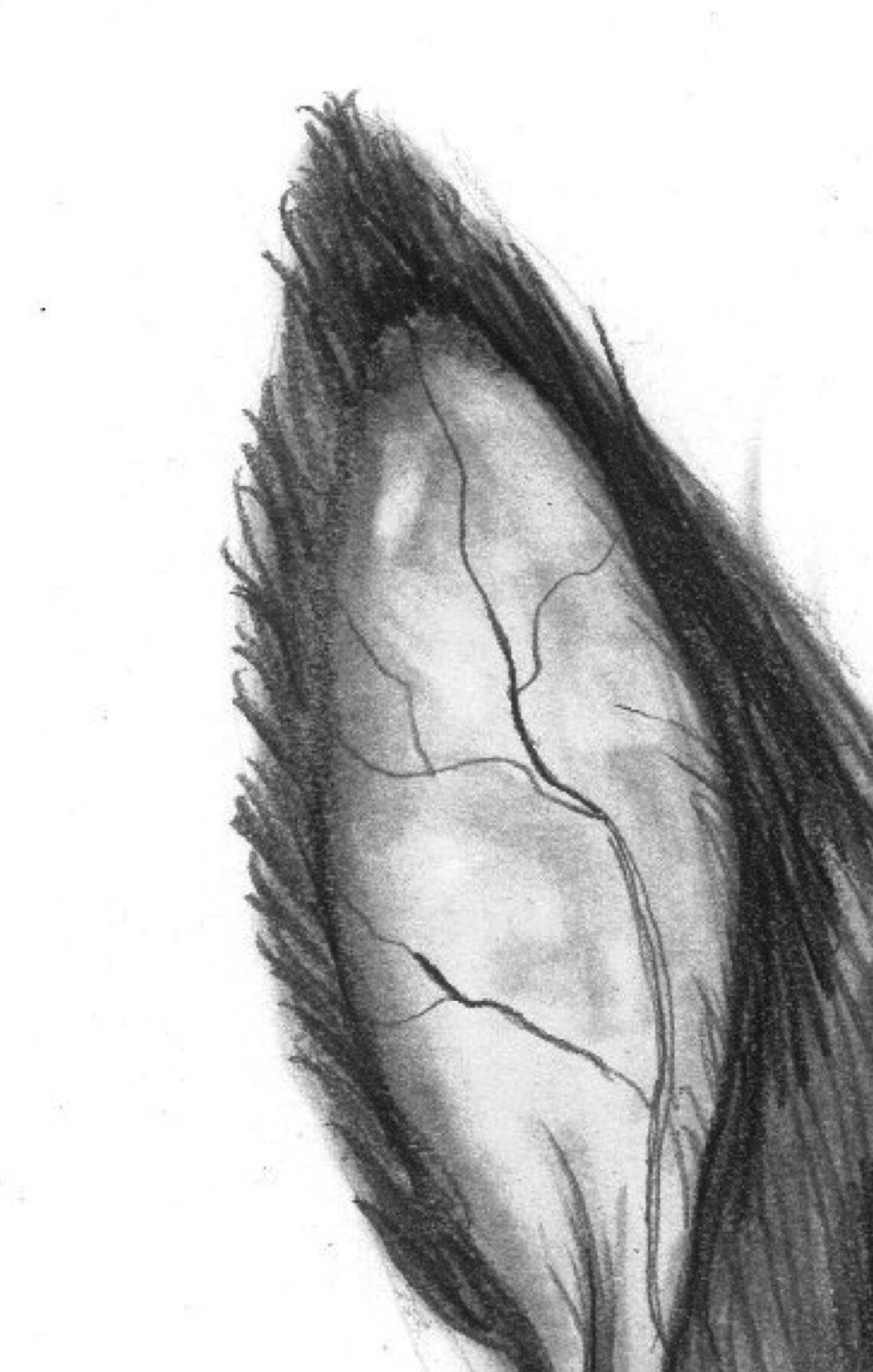 Pencil Drawing Print - Listening Ears - Day 19 - Etsy