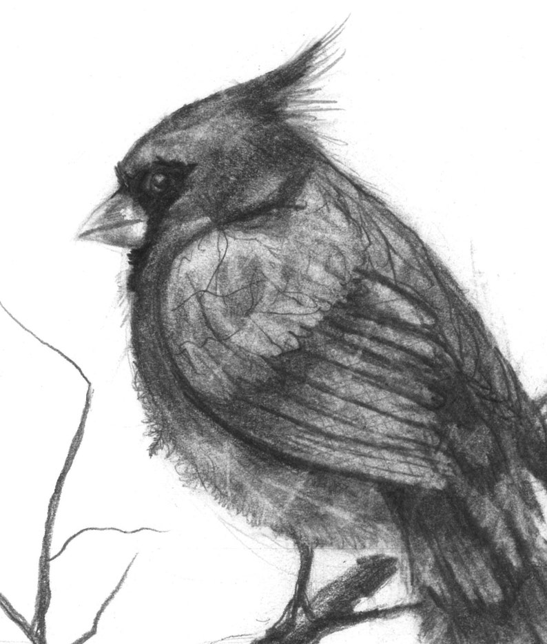 Pencil Drawing Print Cardinal Day 341 - Etsy