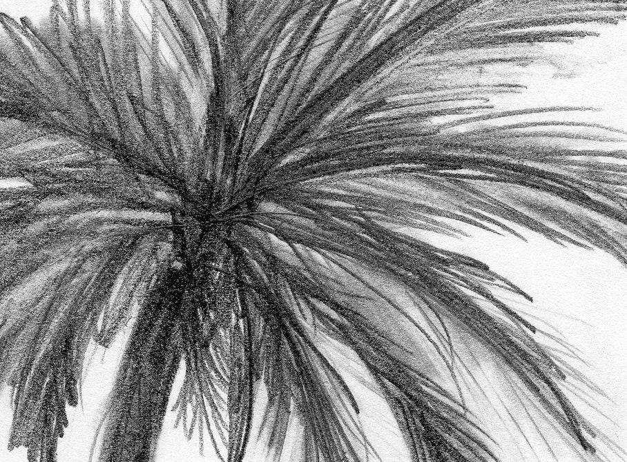 Pencil Drawing Print - Palm Sunday Day 74 - Etsy