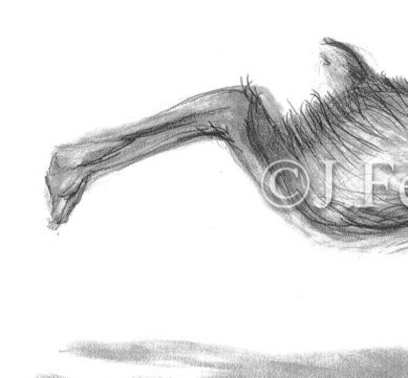 Pencil Drawing Print - the Leap - Day 180 - Etsy