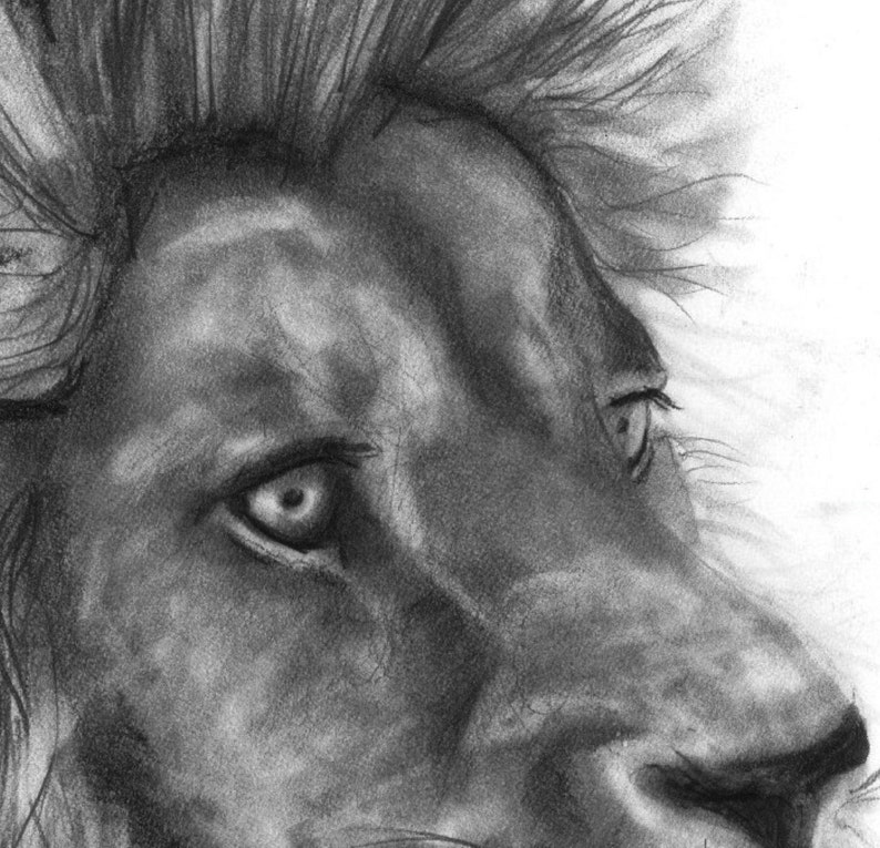 Pencil Drawing Print - Heart of A Lion - Day 54 - Etsy