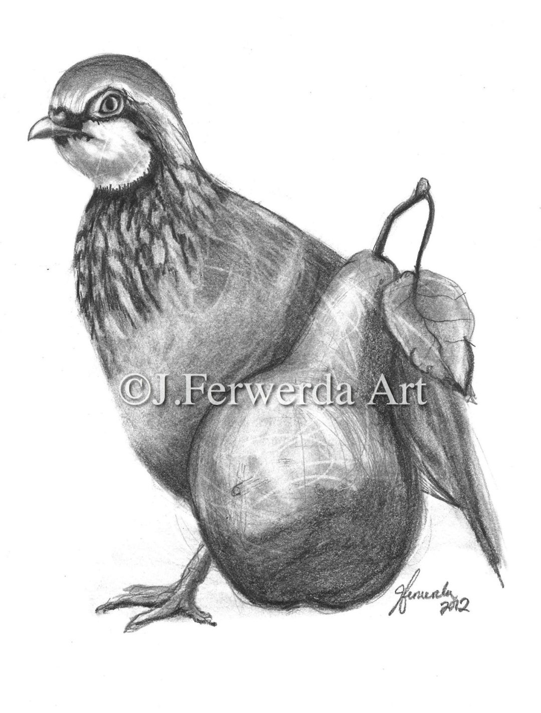Pencil Drawing Print - Partridge and A Pear - Day 343 - Etsy