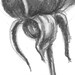 Pencil Drawing Print - the Rose Day 95 - Etsy