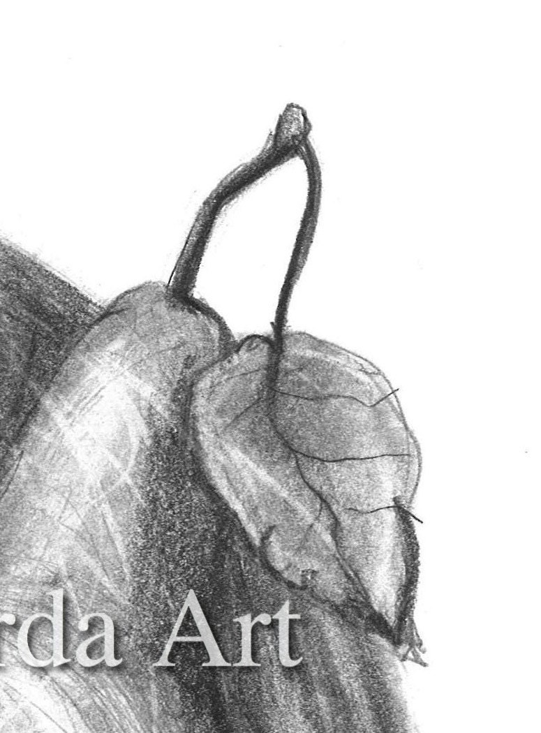 Pencil Drawing Print - Partridge and A Pear - Day 343 - Etsy