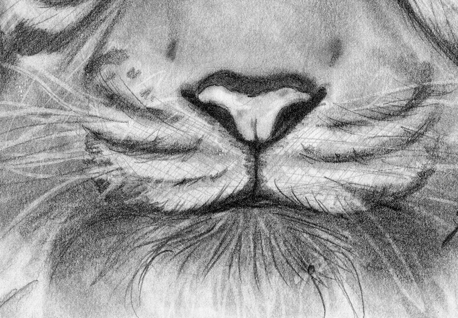 Pencil Drawing Print - Tiger Eyes - Etsy