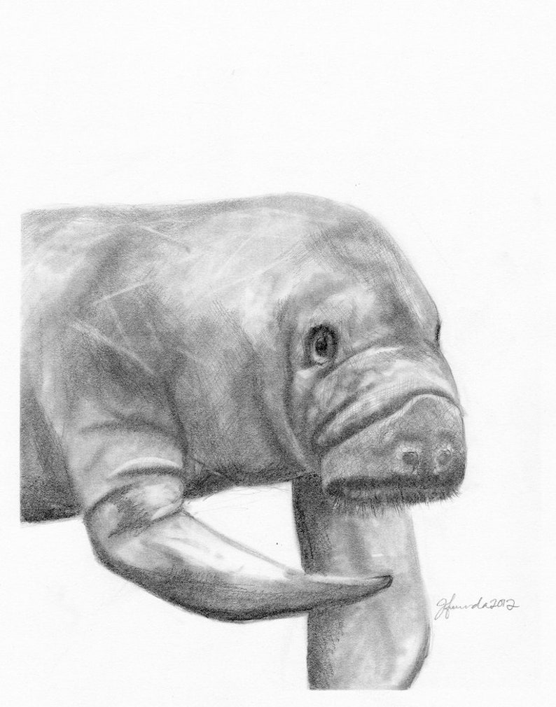 Pencil Drawing Print - Manatee Moment Day 80 - Etsy