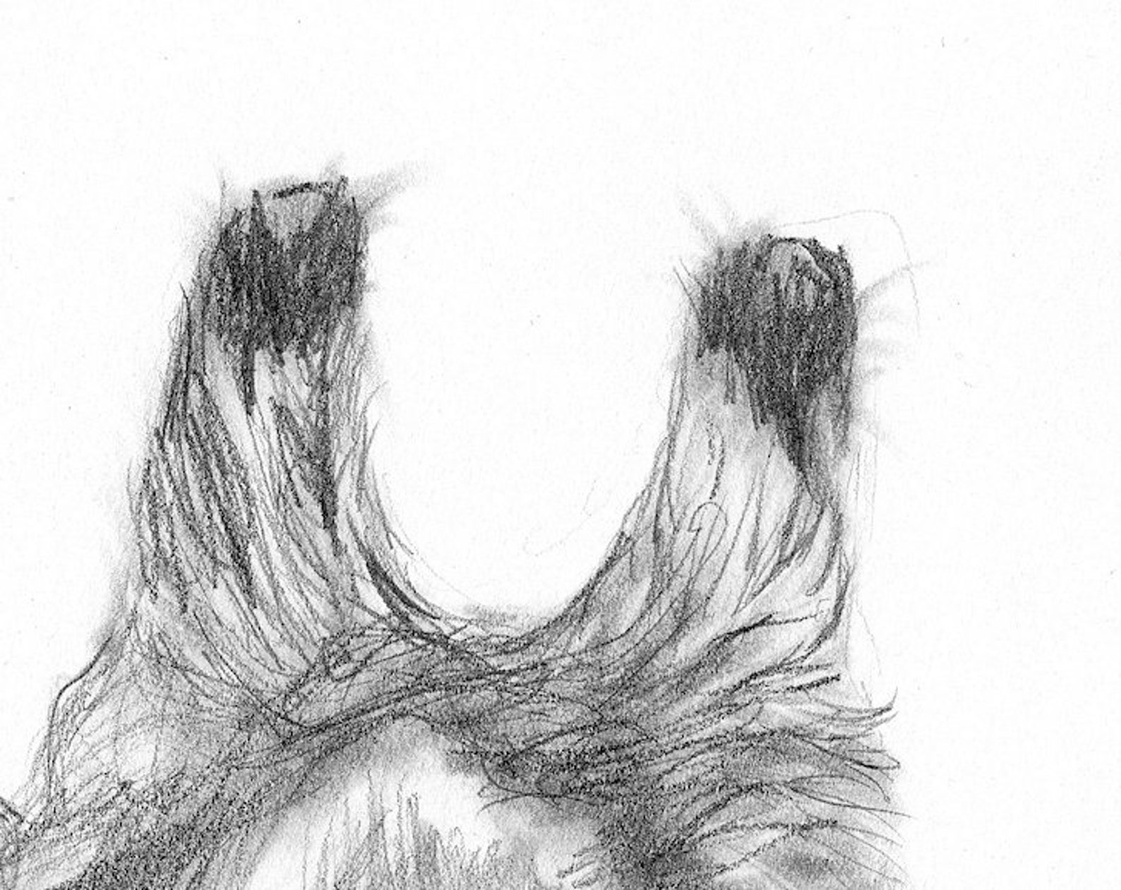 Pencil Drawing Print - Too Tall Day 43 - Etsy