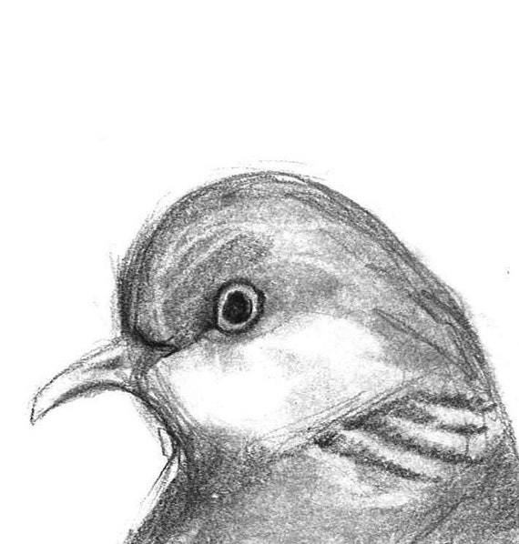 Dove Drawing With Shading