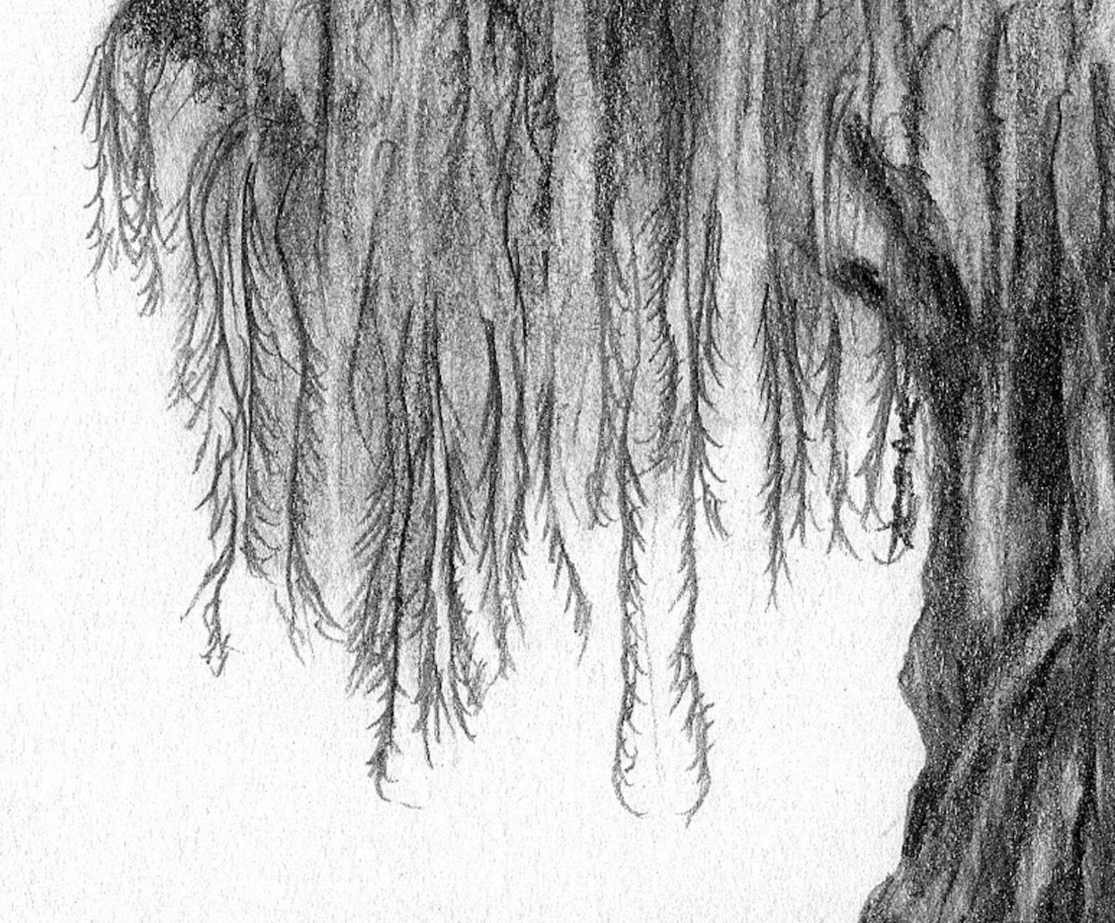 Pencil Drawing Print - Willow Roots - Etsy