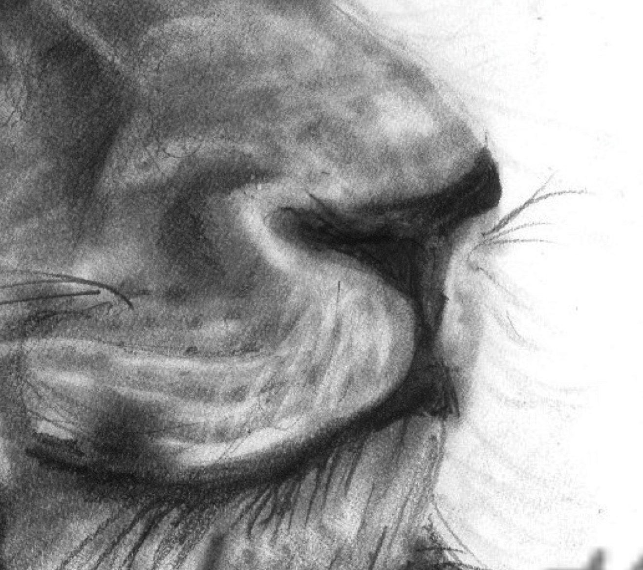 Pencil Drawing Print - Heart of A Lion - Day 54 - Etsy