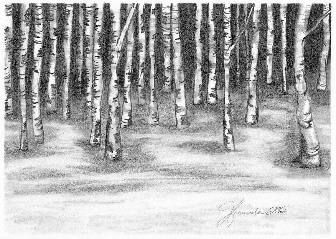 Pencil Drawing Print - Birch Tree Wonder Day 122 - Etsy