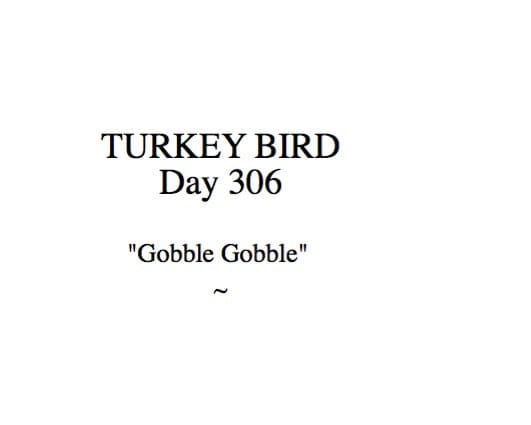 Pencil Drawing Print - Turkey Bird - Day 306 - Etsy